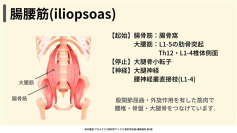 腸腰筋の運動療法・エクササイズ 5選 ‣ Exthera School