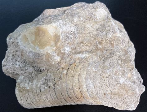 Nautiloid Cephalopod Fossil In Limestone Geology Departme… Flickr