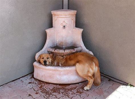 50 Cute Pets That Tried Paw And Tail To Escape Summer Heat Bored Panda