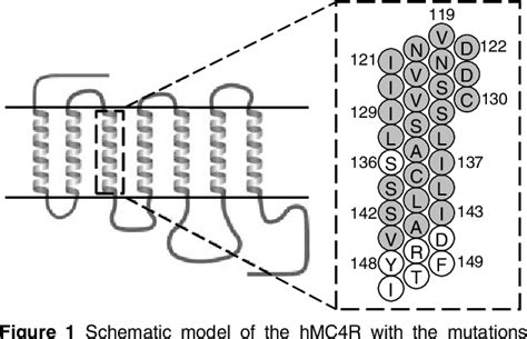 Figure 1 From Functions Of Transmembrane Domain 3 Of Human Melanocortin