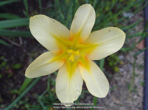 Cape Tulip Moraea Collina