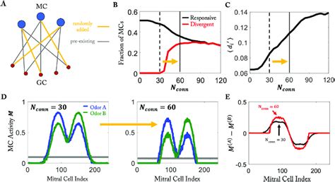 Random Network Model Can Capture Enhanced Differentiability A Random