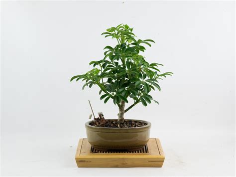 Dwarf Schefflera Bonsai Tree Arboricola Luseane In 6 Etsy