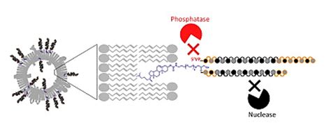 Exosomes Loading Drugs By Incubation Creative Biostructure