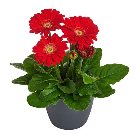 Midi Red Imp Muraraplants Muraraplants
