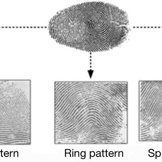 Comparison Of Fingerprint Sensor Types Download Scientific Diagram