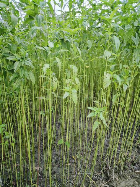 Tall Jute Plants In A Field In Assam India Known As The Golden Fiber