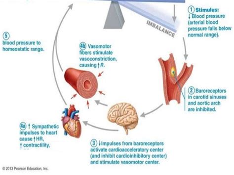 Trauma And Bleeding Hemorrhagic Shock