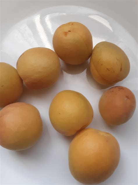 Summer Delight Aprium General Fruit Growing Growing Fruit