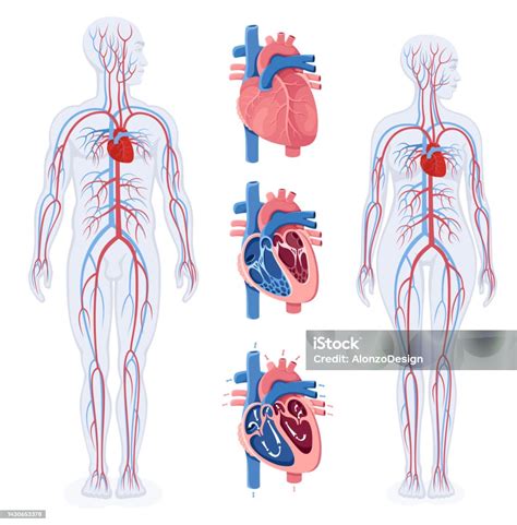 Circulatory System Diagram Of Human Circulatory System Human Heart And