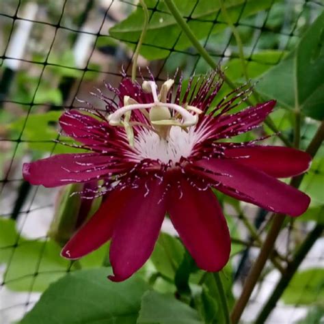 Passiflora Lady Margaret Passiflora Lady Margaret Uploaded By
