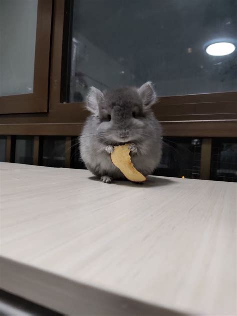 龙猫吃自己便便 哔哩哔哩