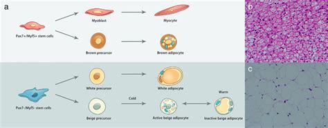 A The Developmental Origins Of Brown White And Beige Adipocyte