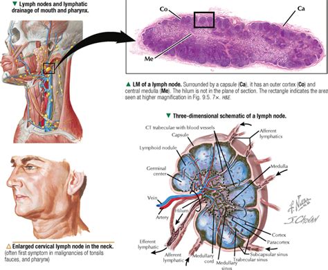 Lymphoid System Basicmedical Key