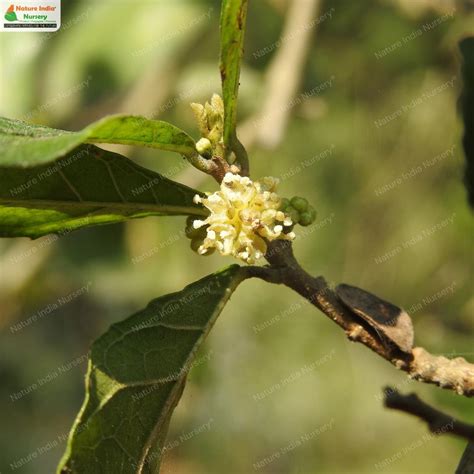 Buy Streblus Asper Plant In Bulk Online Nature India Nursery