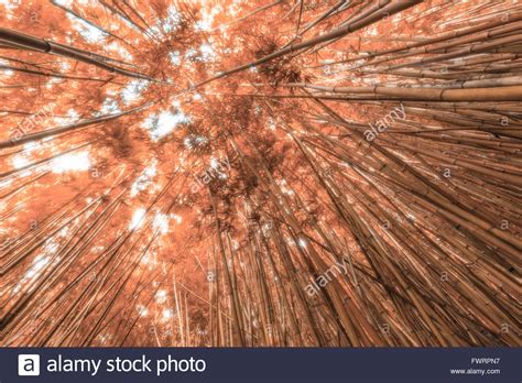 Thick Stemmed Grass At Johnny Moe Blog