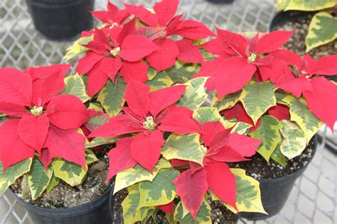 Variegated Leaf Poinsettia Tapestry