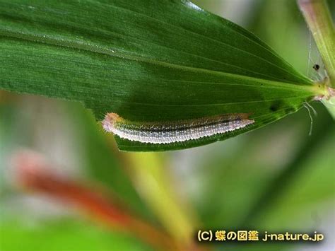 ヒメウラナミジャノメの卵幼虫蛹