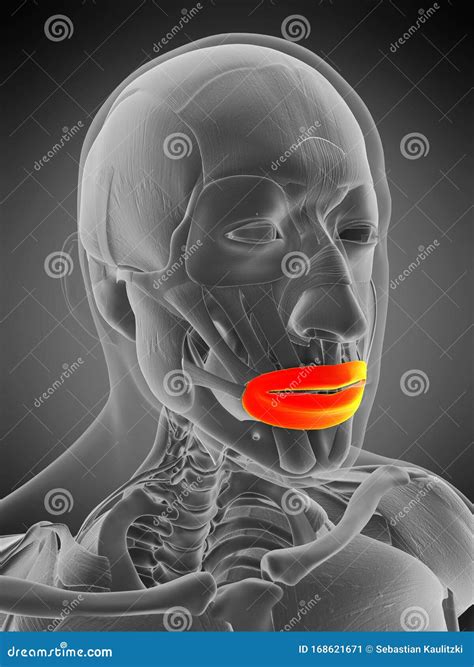 Orbicularis Oris Muscle As Lips And Mouth Muscular System Outline