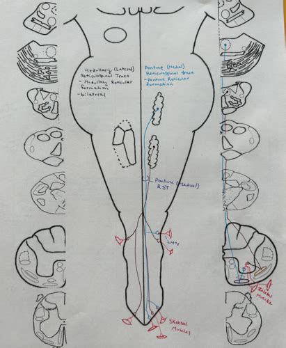 Reticulospinal Tract Flashcards Quizlet