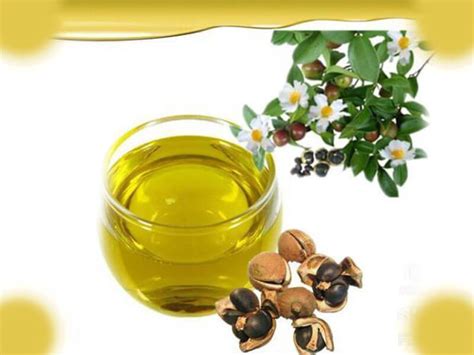 Camellia Oil Benefits And Uses