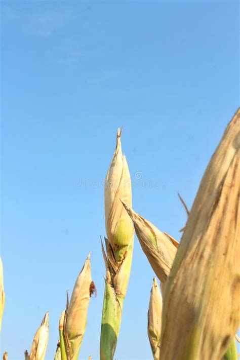 Ready To Harvest Corn Field Stock Image Image Of Cloud Harvest 283235175