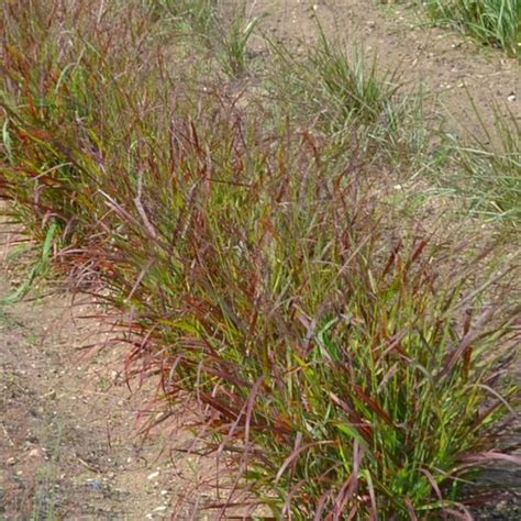 Panicum Virgatum Red Flame Red Switch Grassin Late Su Siteone