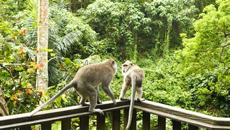 Macaque Monkeys Have Sex On Stock Footage Video 100 Royalty Free