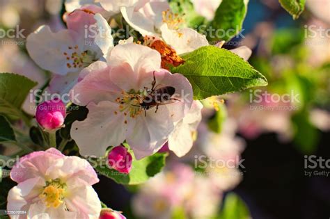 바쁜 꿀벌과 놀라운 사과 나무 꽃의 클로즈업 보기 꿀벌은 사과 꽃에서 꽃가루를 따기입니다 꿀벌 수집 꽃가루 배경에 대한 흐린