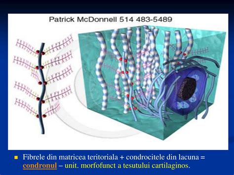 Ppt Ţesuturile Cartilaginoase ţesuturi Conjunctive Specializate