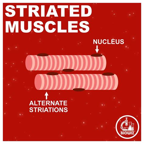 Striated Muscles A Detailed Guide Skeletal Muscle Function Types Of