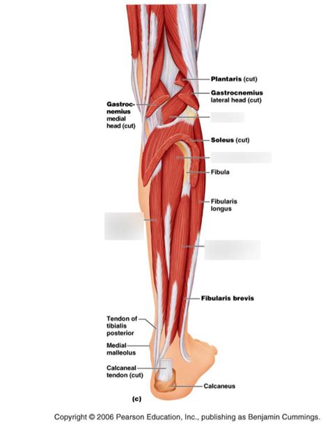 Tibialis Posterior Flexor Digitorum Longus Flexor Hallucis Longus