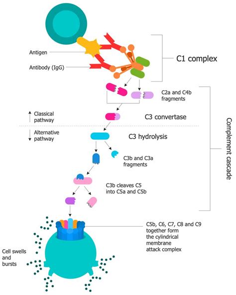 Complement System Immunology Medical Laboratory Science Complement