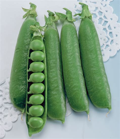 ウスイ 実エンドウ ｜ 品種カタログ ｜ タキイの野菜【タキイ種苗】