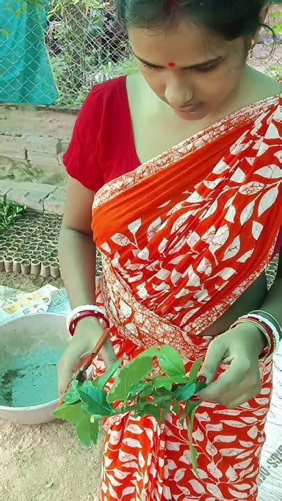 জবা গাছের কাটিং থেকে চারা তৈরি জবা ফুল গাছ How To Grow Hibiscus From Cutting Flowerplants