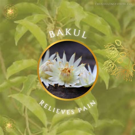 Adora Winquist On Linkedin Aromatherapy Modernalchemy Wholistichealth Naturalwellness…