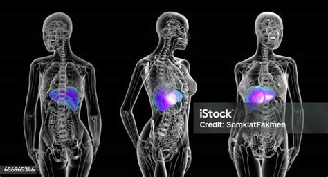 3d 人體肝臟醫學插圖的繪製 照片檔及更多 人 照片 人 人腎臟 人類內臟 Istock