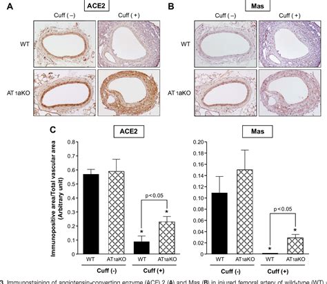 Figure 1 From Possible Involvement Of Angiotensin Converting Enzyme 2