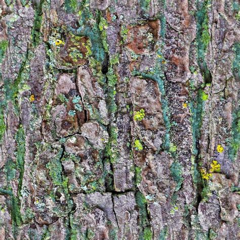 High Resolution Photo Realistic Seamless Texture Pattern Of Tree Bark Stock Photo At