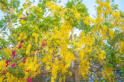 Yellow Cassia