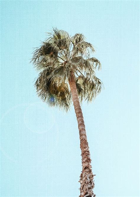 Single Palm Posters And Prints By Gal Pittel Printler
