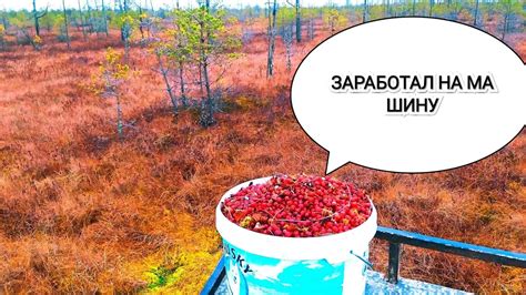 Сколько заработал на клюкве Заработок в деревне Youtube