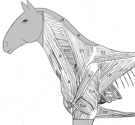 Part 1 Neck Dissection Lab Guide For Ungulate Anatomy