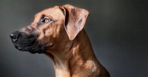 Les Rhodesian Ridgeback 19 Photos Qui Prouvent Leur Incroyable