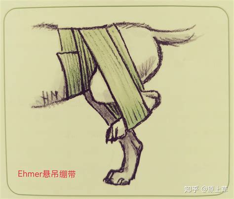 犬髋关节脱位 知乎