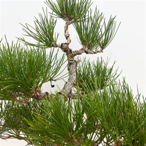 Japanese Black Pine Bonsai No 18369