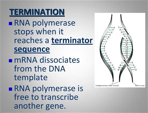 Protein Synthesis The Details Ppt Download