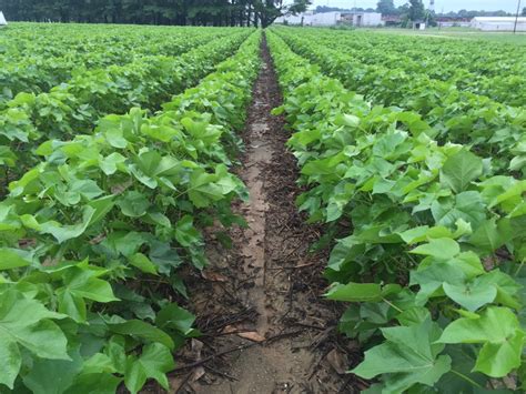 Plant Growth Management Of New Cotton Varieties Ut Crops News