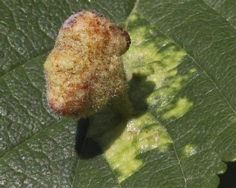 Tetraneura Caerulescens Bluish Elm Grass Root Aphid Identification