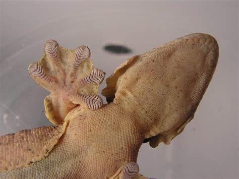 How To Sex Flying Geckos Photo Illustrated DUW